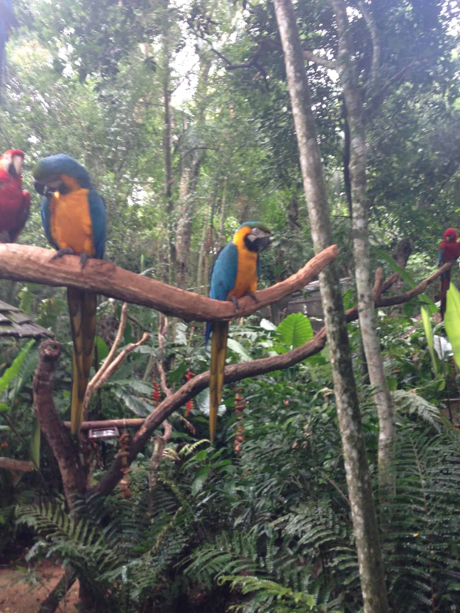 Parque das Aves em Foz do Iguaçu porque vale a pena visitar