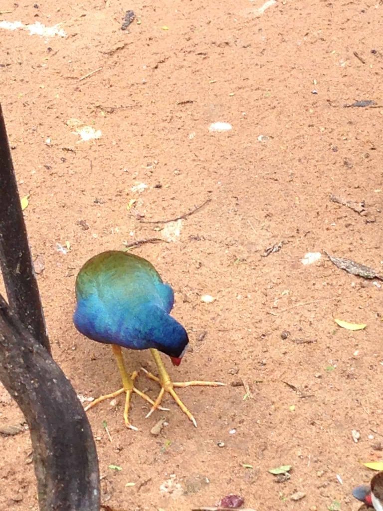 Parque das Aves em Foz do Iguaçu: porque vale a pena visitar