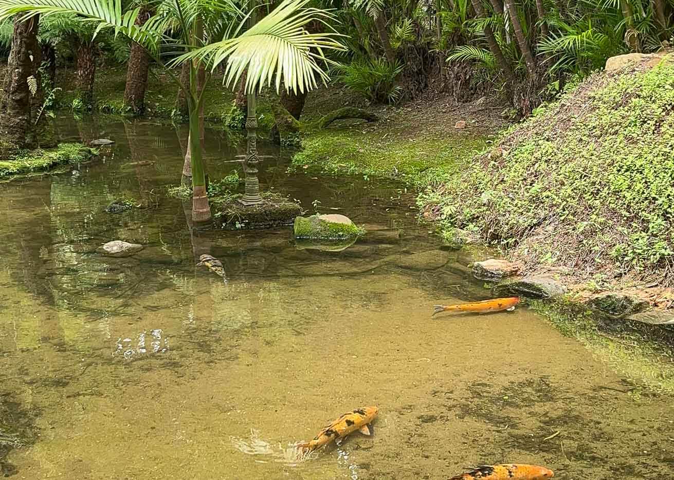 Orquidário Binot em Petrópolis: como é a visita
