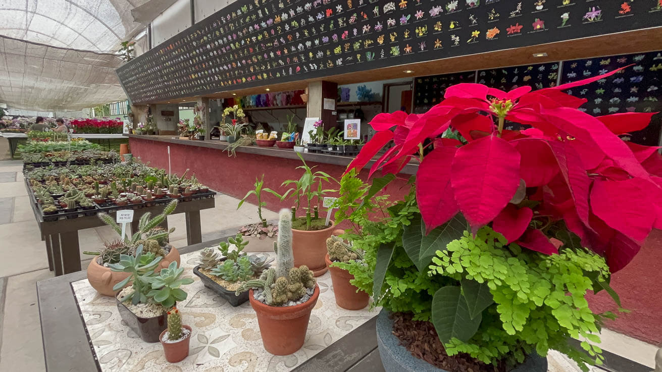 Orquidário Binot em Petrópolis: como é a visita