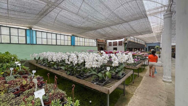 Orquidário Binot em Petrópolis: como é a visita