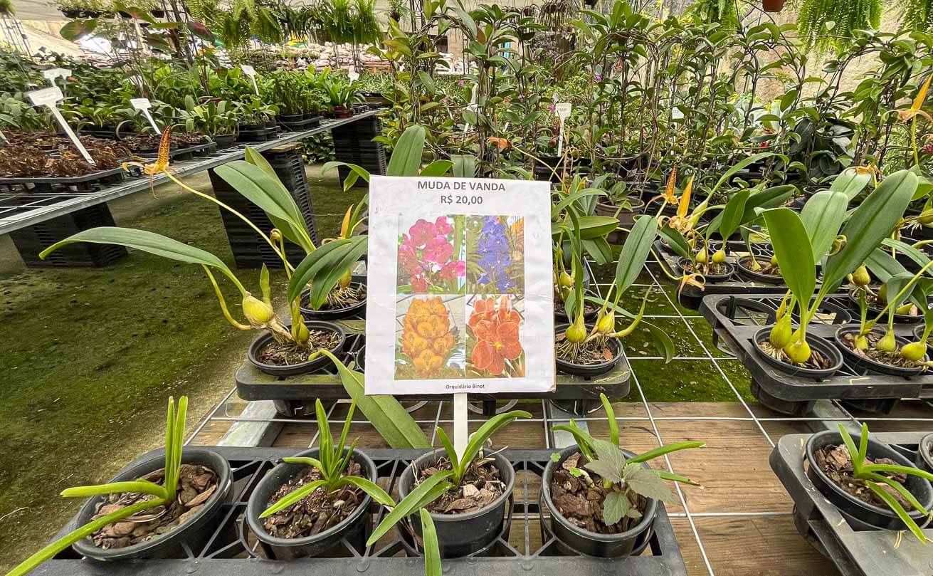 Orquidário Binot em Petrópolis: como é a visita