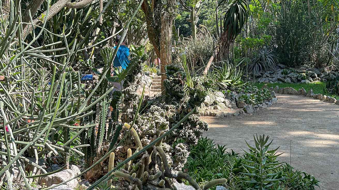 Jardim Botânico Rio de Janeiro: o que saber antes de ir