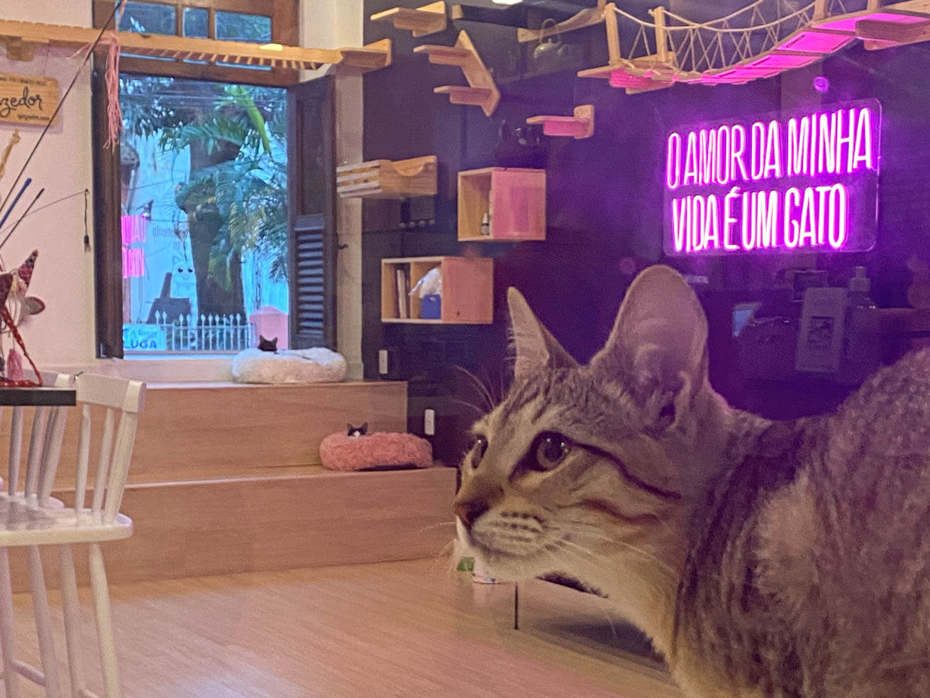 O que fazer no Rio de Janeiro com crianças: 26 passeios